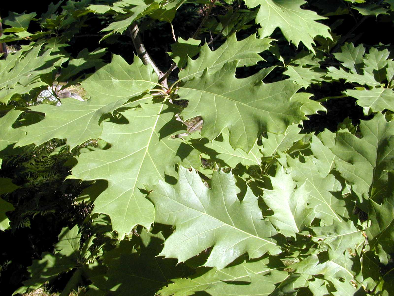 FEUILLES CHÊNE1 - Syndicat des Producteurs forestiers du Sud du Québec